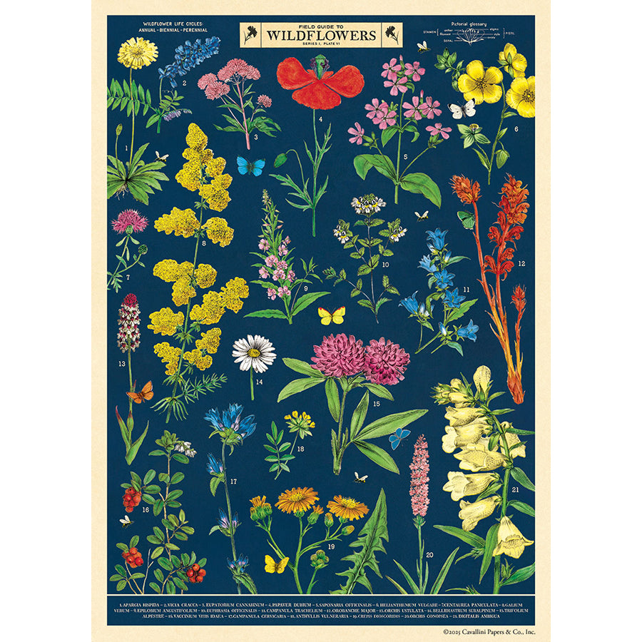 Wildflowers Field Study Botany Chart Poster – Rua