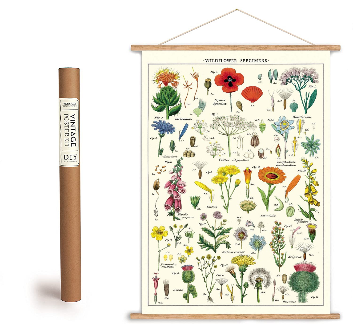 Wildflowers Botany Chart Poster – Rua